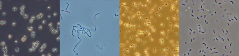 Available microbial strains - The Australian Wine Research Institute