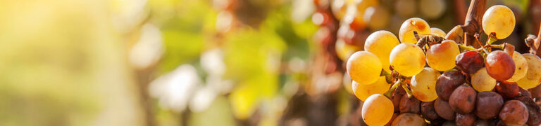 Managing Botrytis-infected fruit, must and wine - The Australian Wine ...