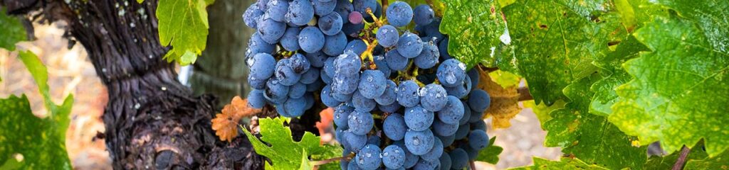 Grapevine varieties - The Australian Wine Research Institute