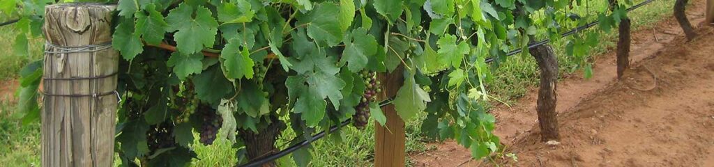 vineyard-soil-3-1280x300 - The Australian Wine Research Institute