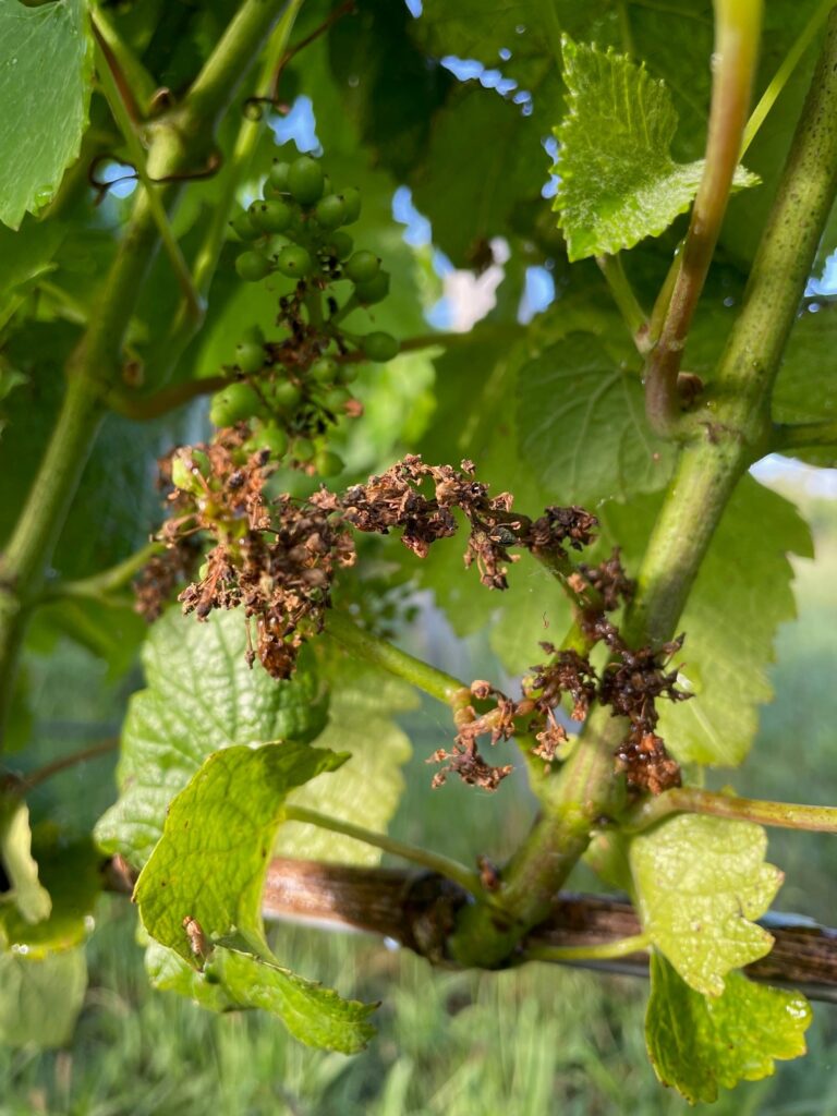 Bacterial inflorescence rot – one possible cause of inflorescence rot ...